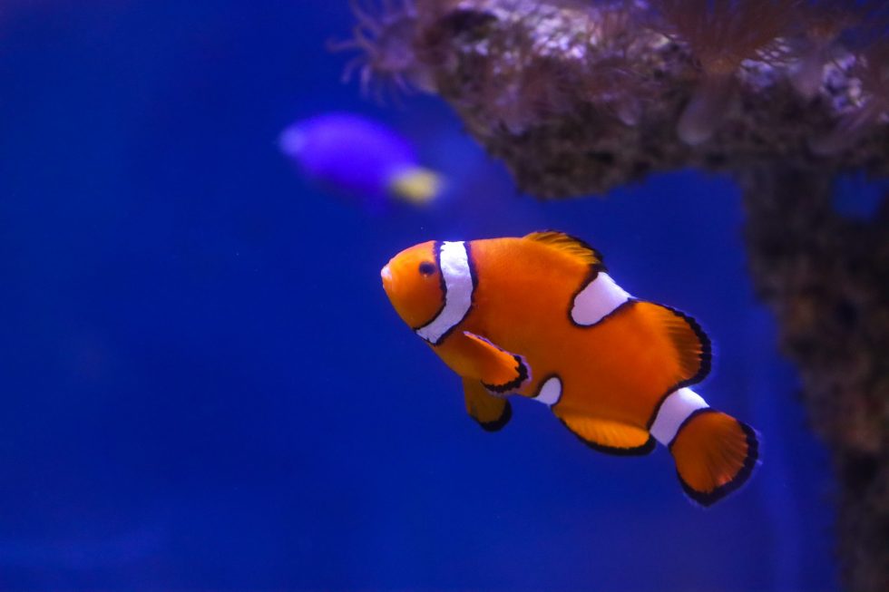 Aquarium du Québec • Au Québ